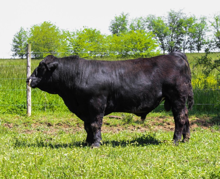 Twin Oaks Simmental – Simmental Cattle