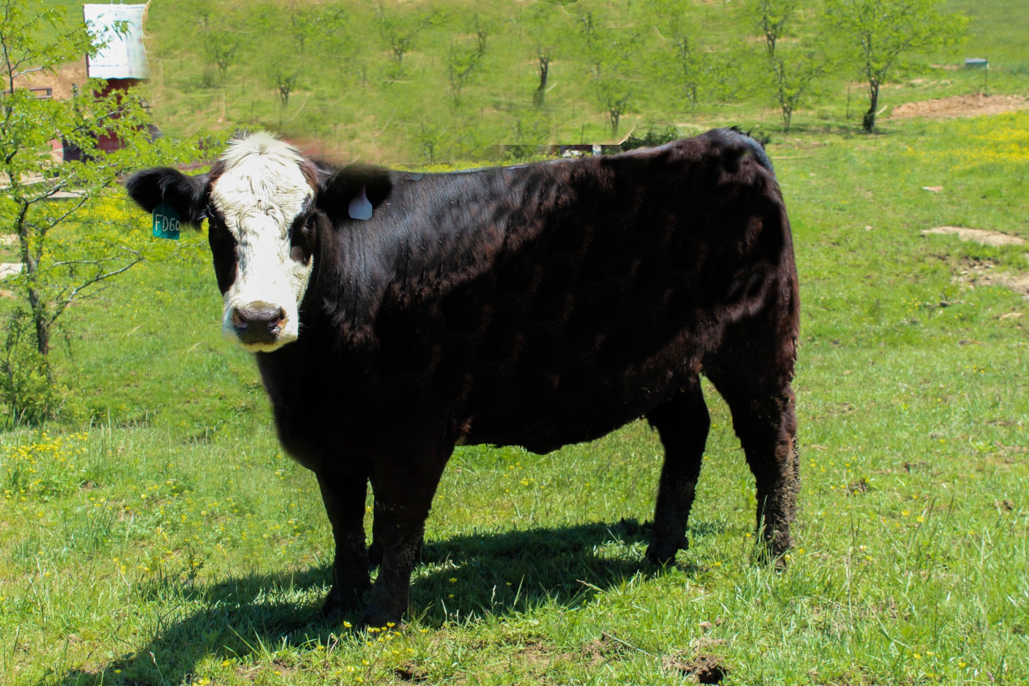 Twin Oaks Simmental – Simmental Cattle