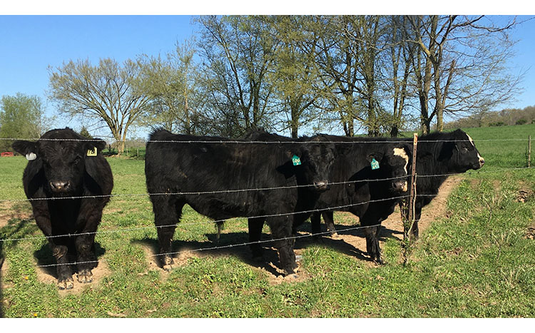 Twin Oaks Simmental – Simmental Cattle
