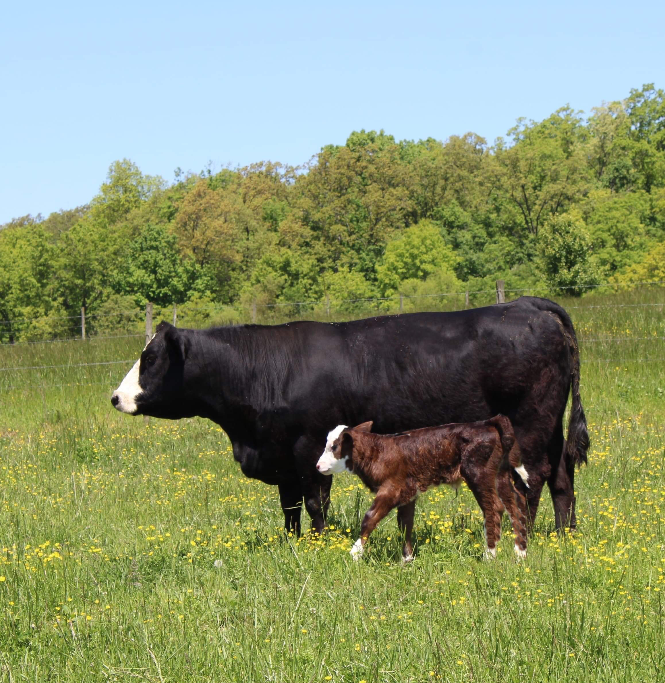 Twin Oaks Simmental – Simmental Cattle