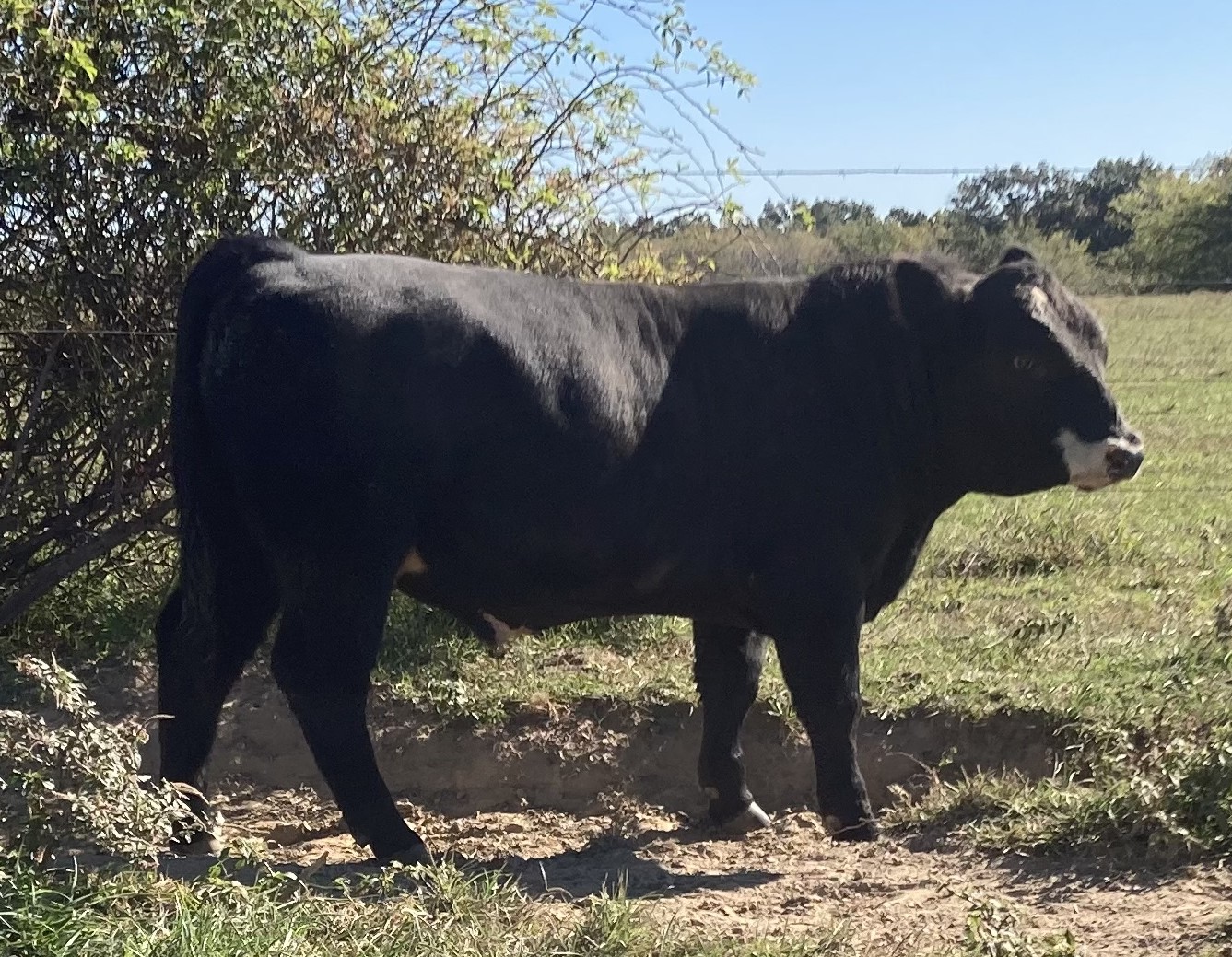 Bulls For Sale – Twin Oaks Simmental