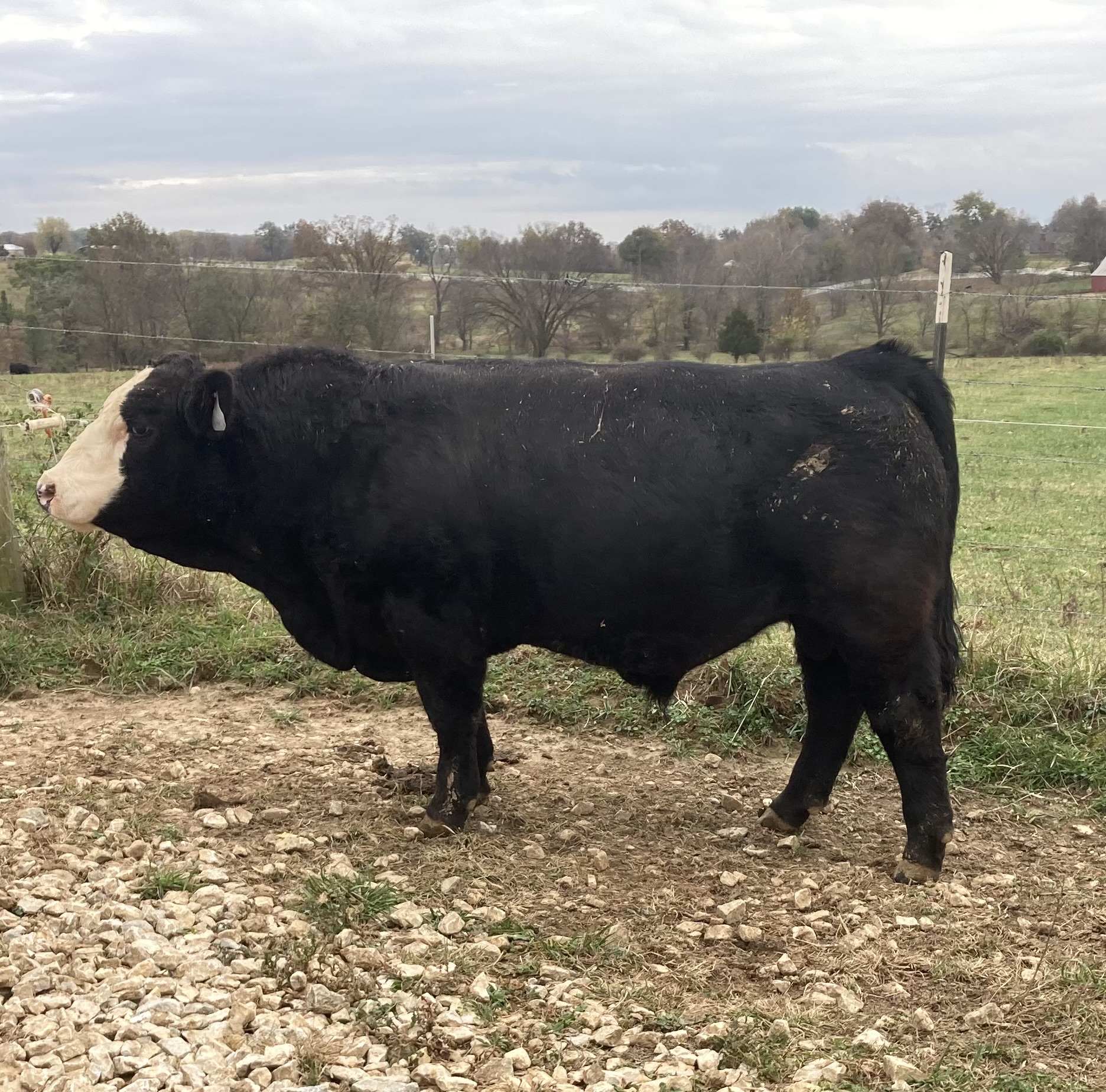 Bulls For Sale – Twin Oaks Simmental
