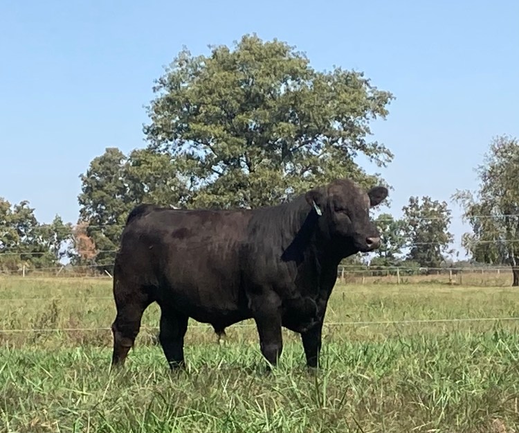 Bulls For Sale – Twin Oaks Simmental