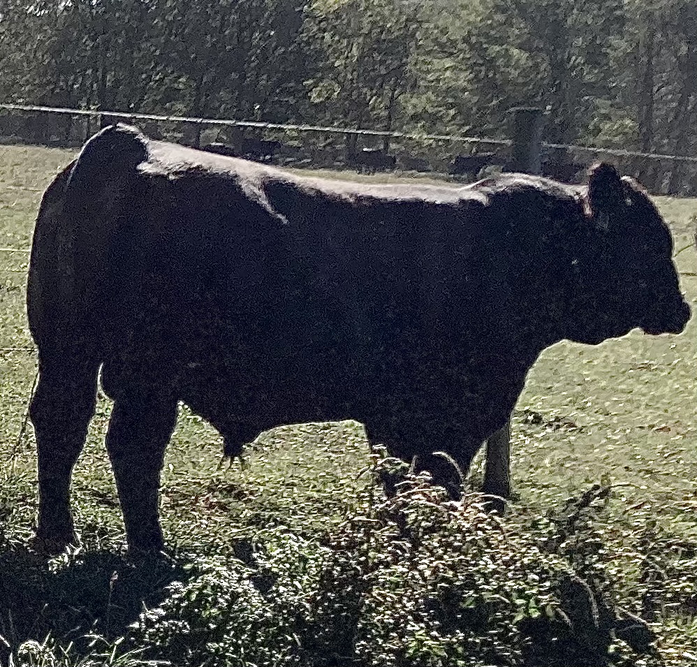 Bulls For Sale – Twin Oaks Simmental