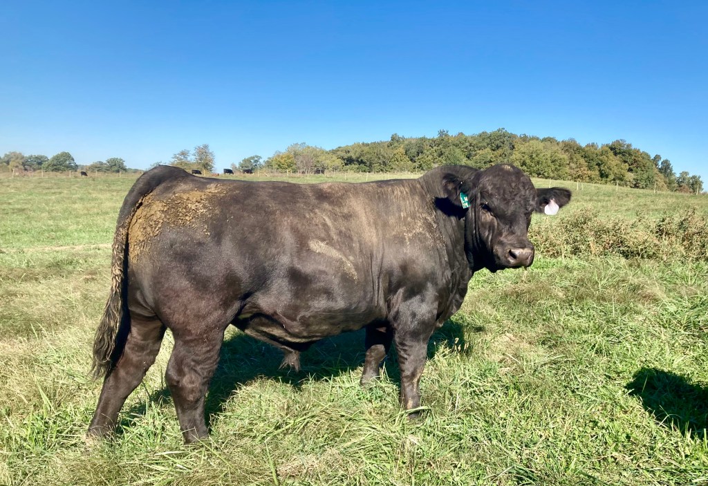 Bulls For Sale – Twin Oaks Simmental