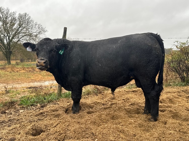 Bulls For Sale – Twin Oaks Simmental