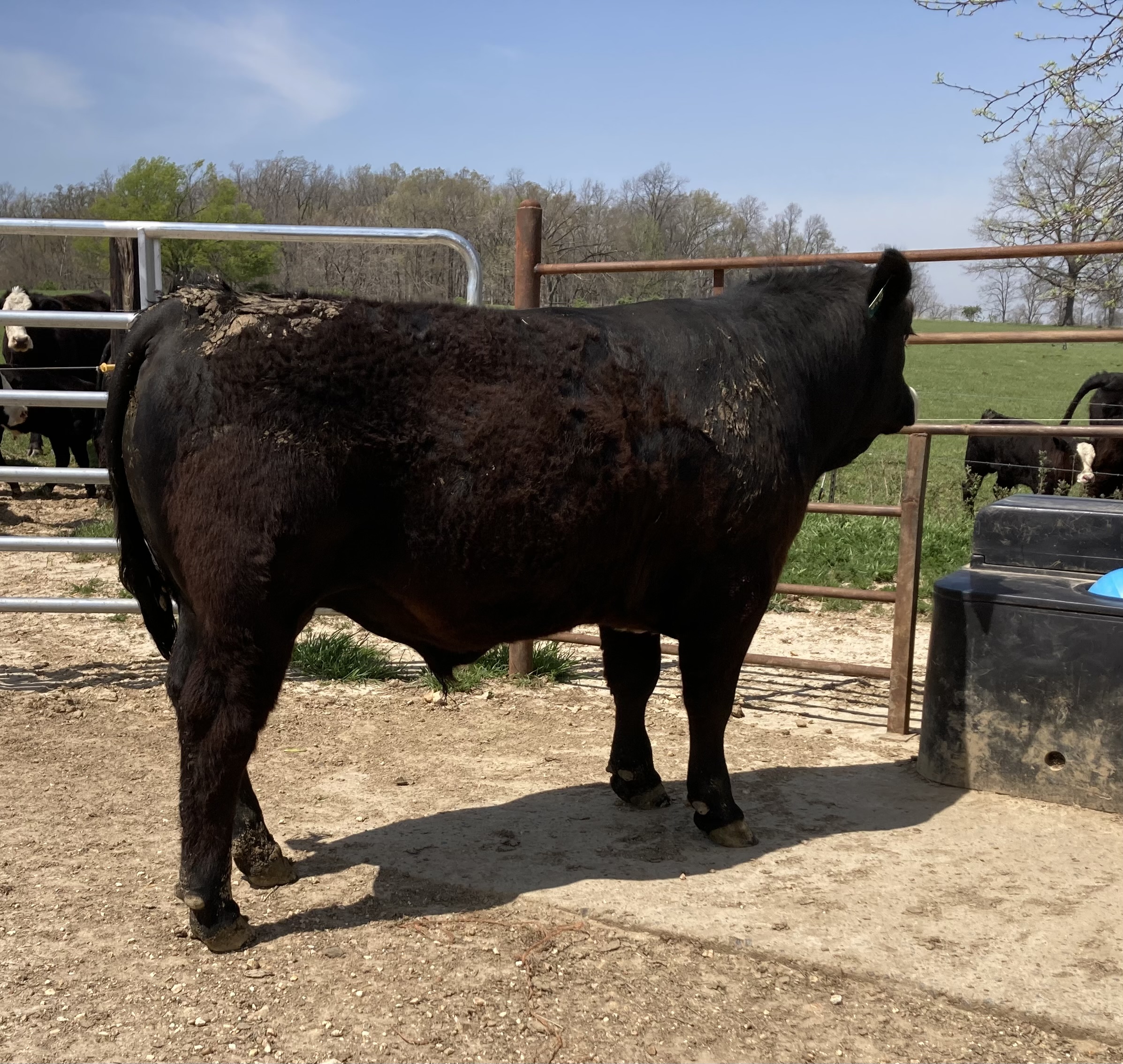 Bulls For Sale – Twin Oaks Simmental